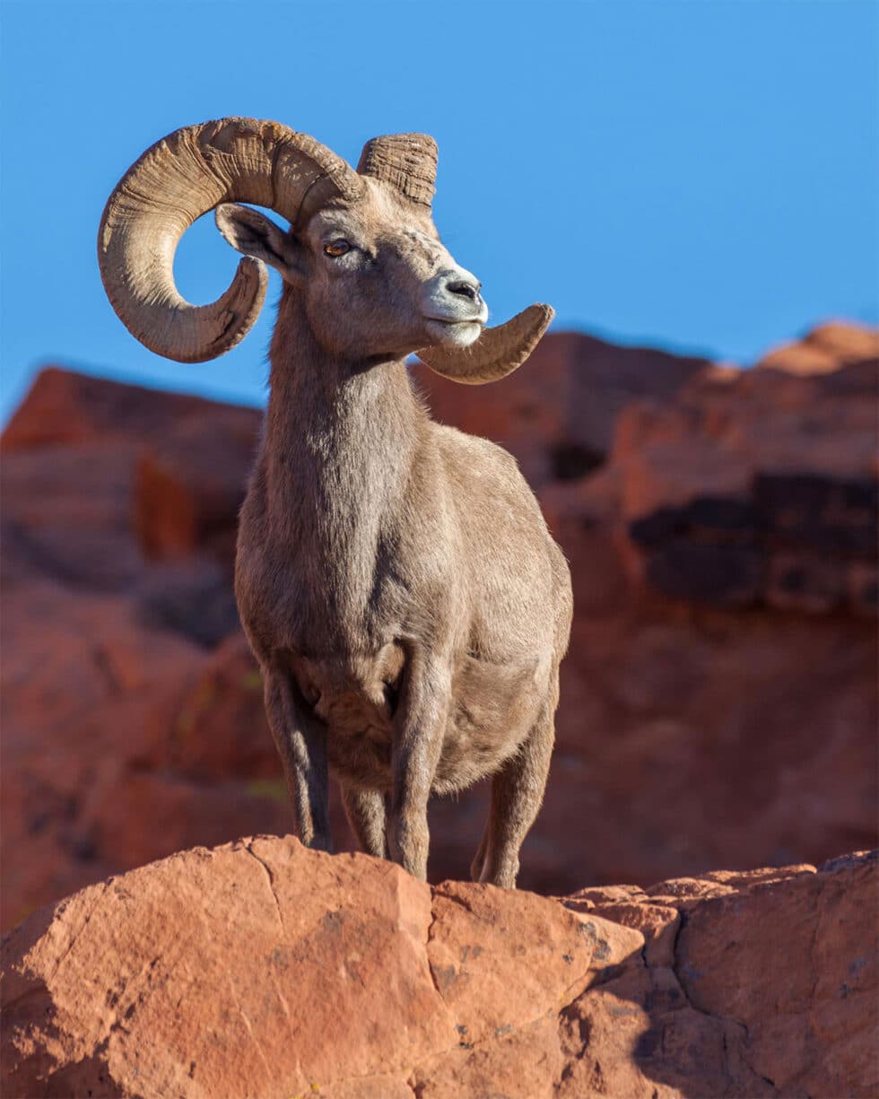 Eastern Chapter of the Wild Sheep Foundation